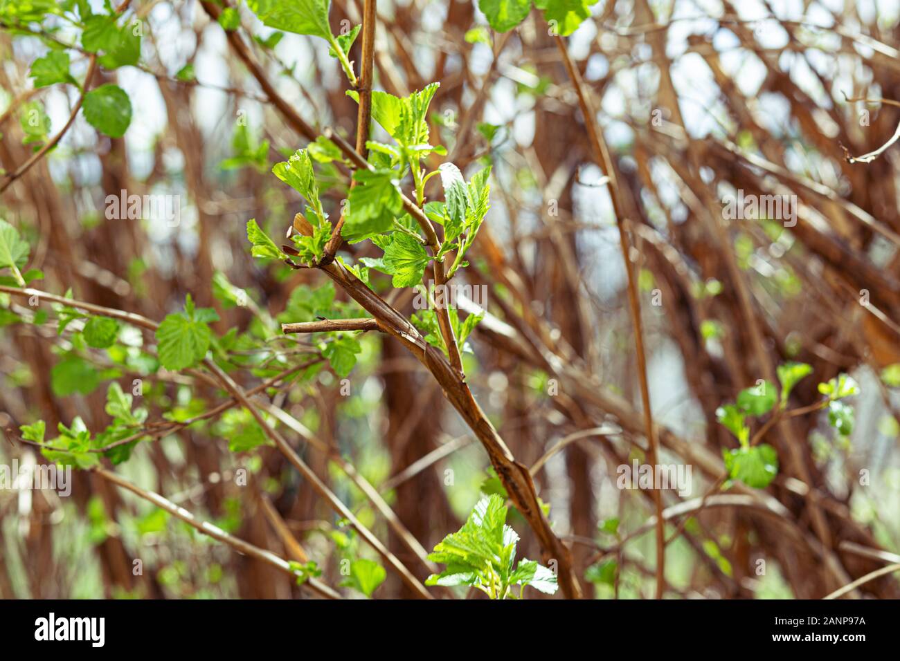 Sprigs wreath fresh hi-res stock photography and images - Alamy