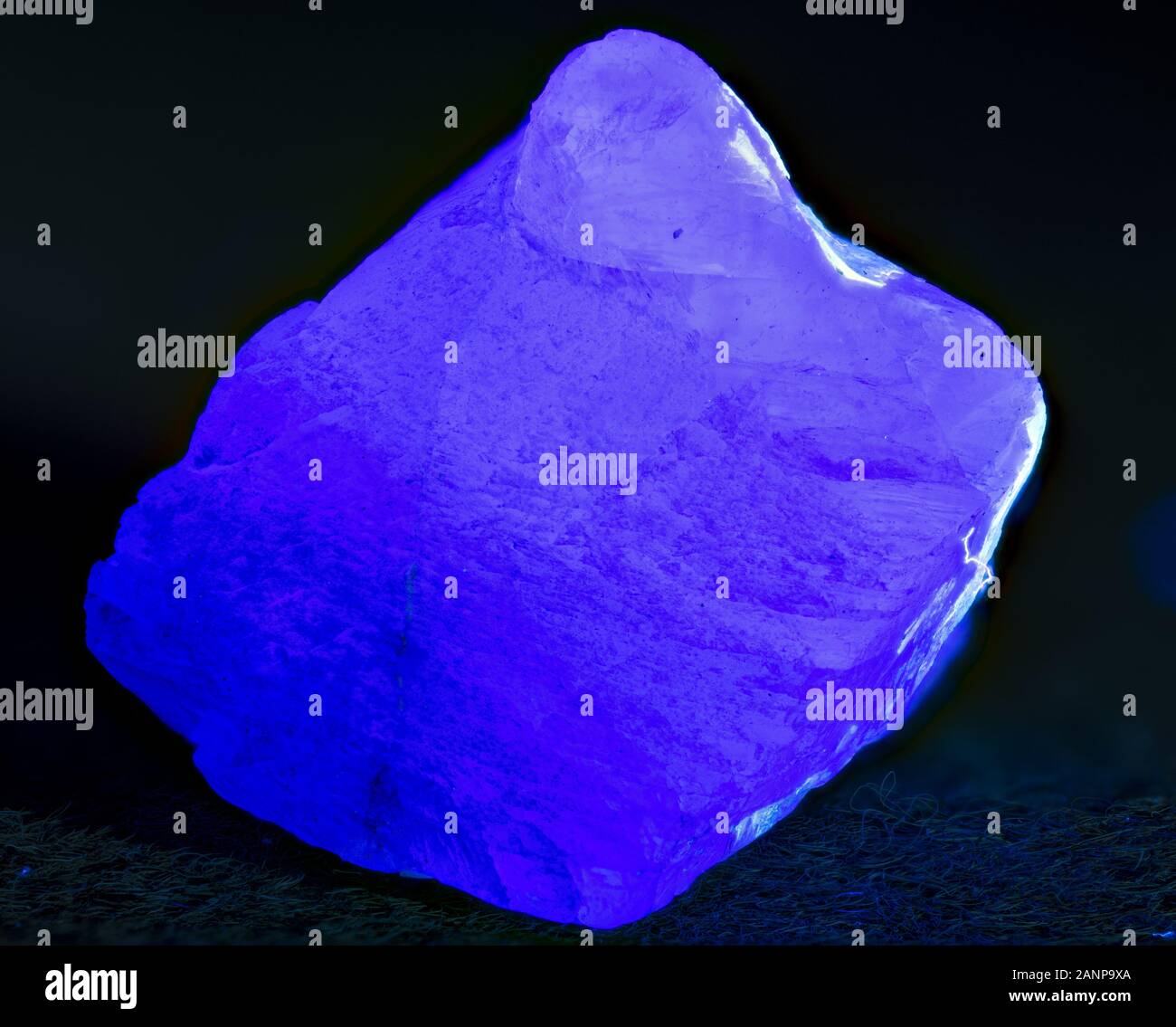 High resolution macro photograph of a fluorescent purple and blue ...