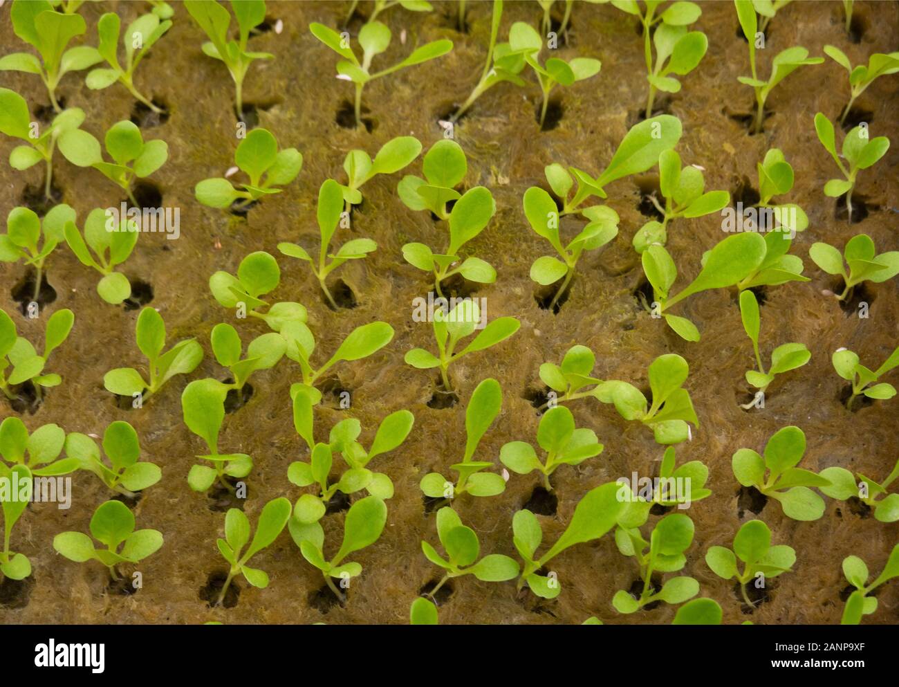 lettuce seedlings in greenhouse Stock Photo - Alamy
