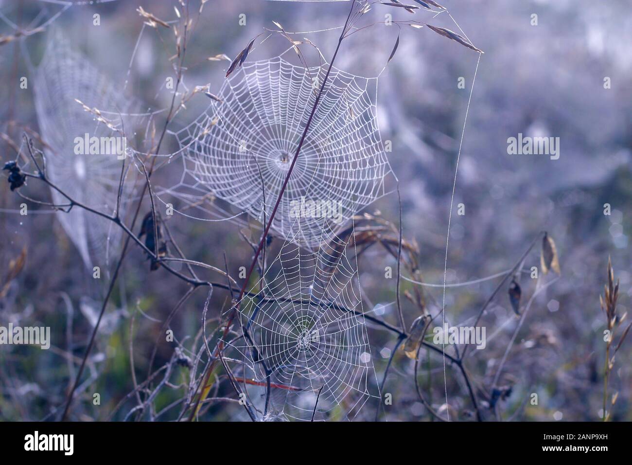spiderwebs in a field. Close up Cobweb Stock Photo - Alamy
