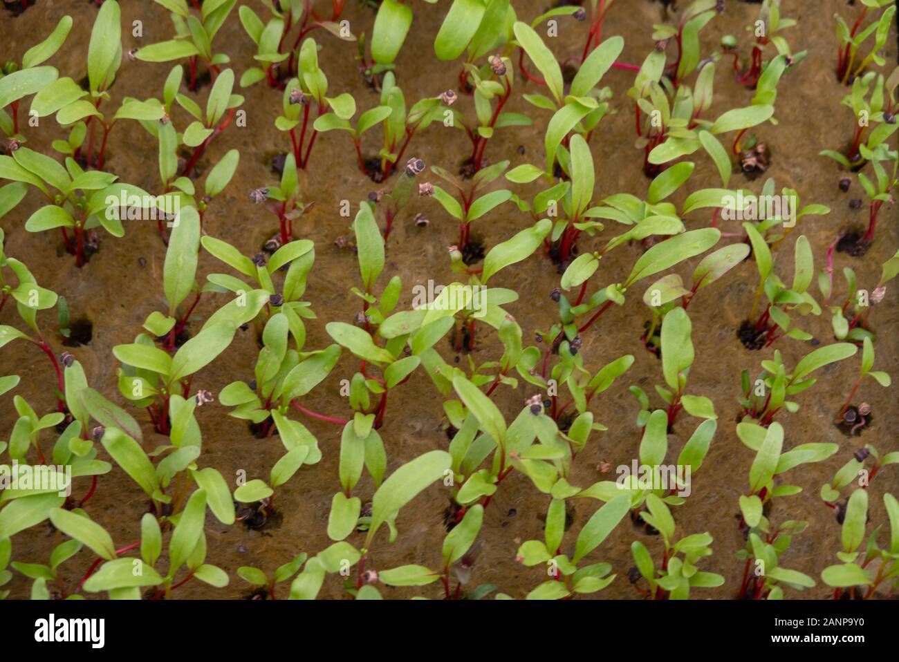 lettuce seedlings in greenhouse Stock Photo - Alamy