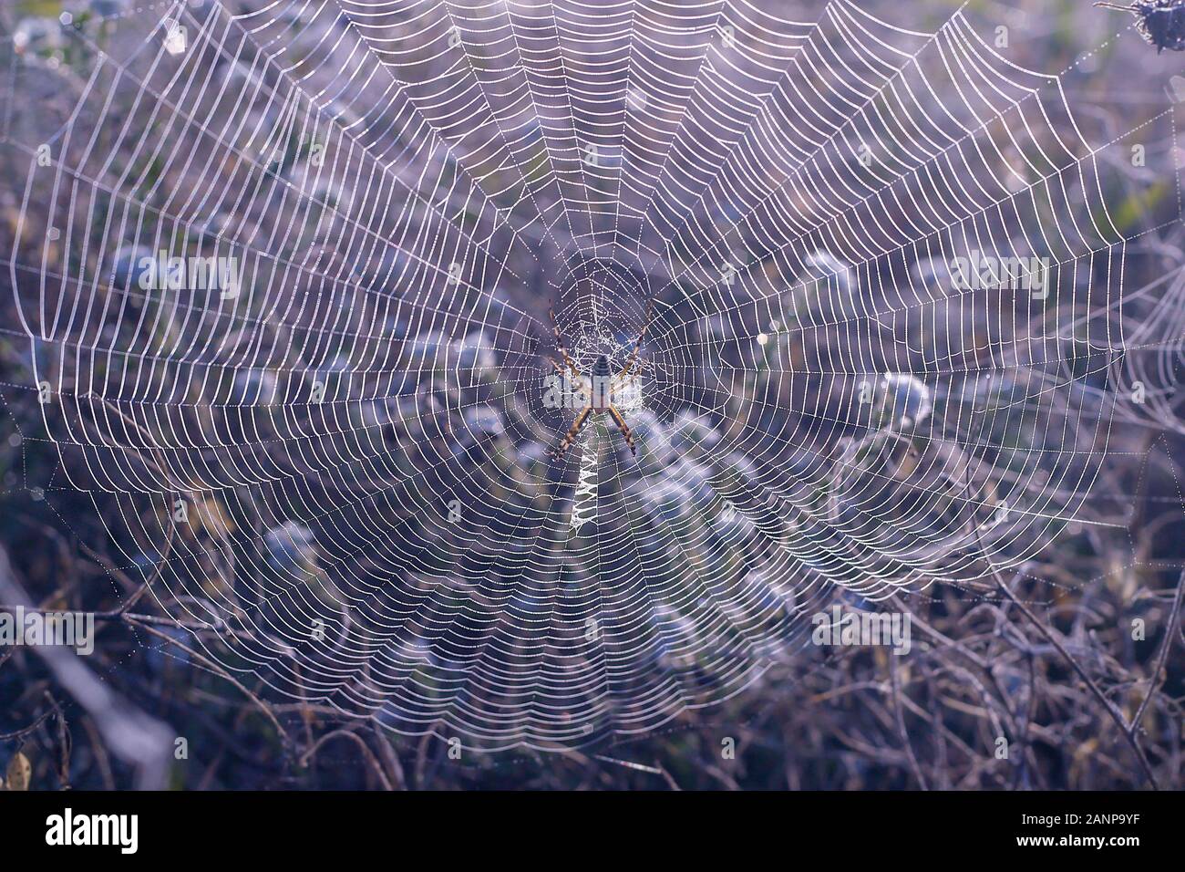 A big spider at his spiderweb Stock Photo - Alamy