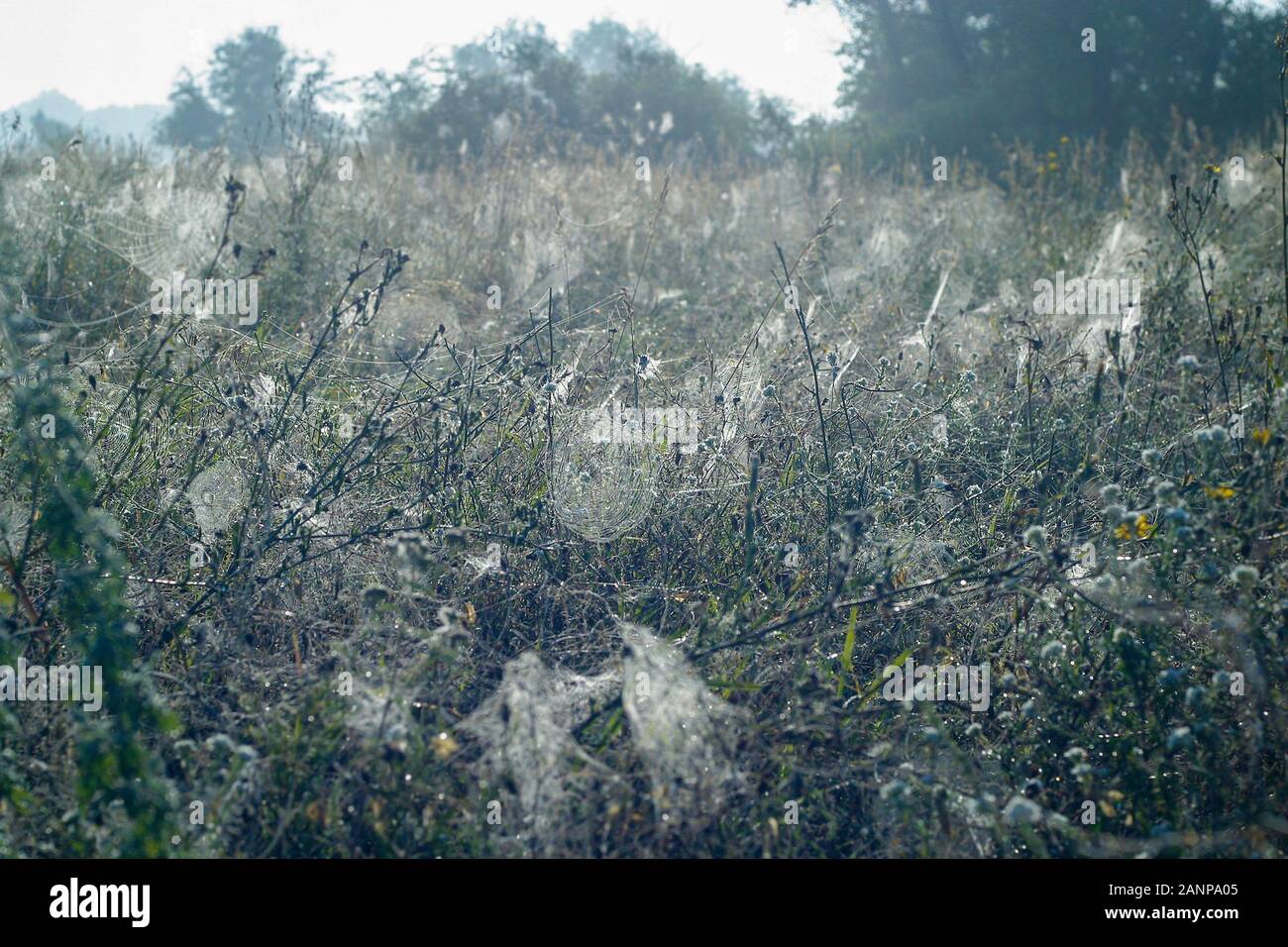 The field is full of spider's net spiderwebs Stock Photo - Alamy