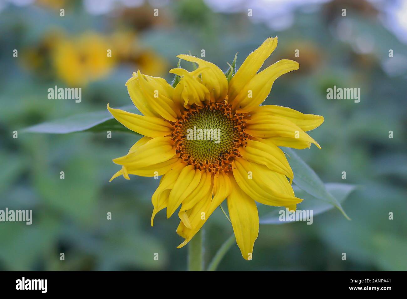 Sunflower in the plantation. countryside nature. sunflower agriculture ...
