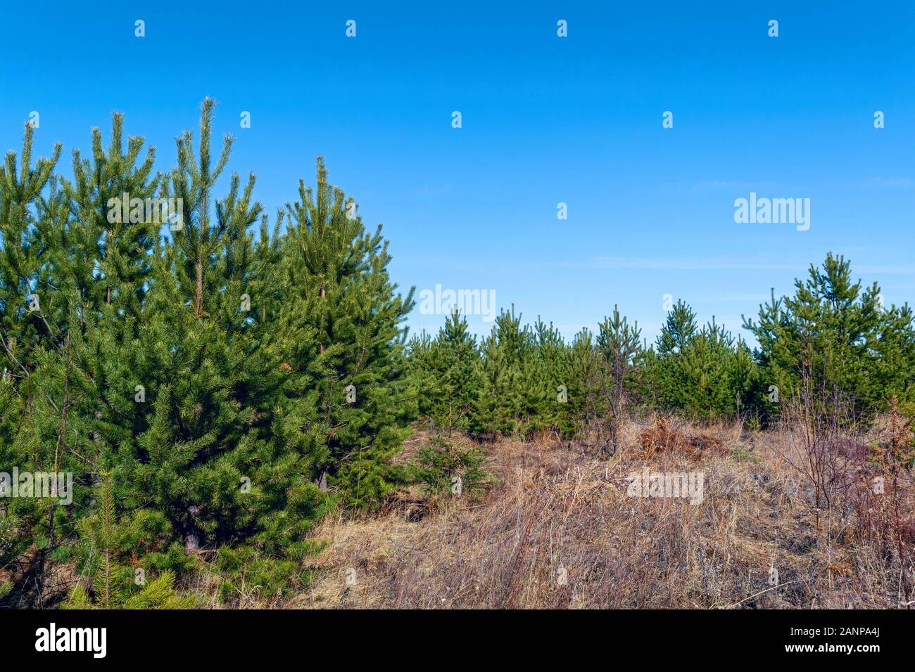 Beautiful scene on a warm sunny spring day in the coniferous forest ...