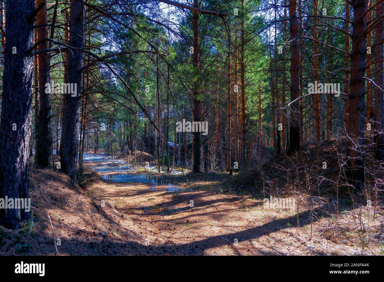 Beautiful scene on a warm sunny spring day in the coniferous forest ...