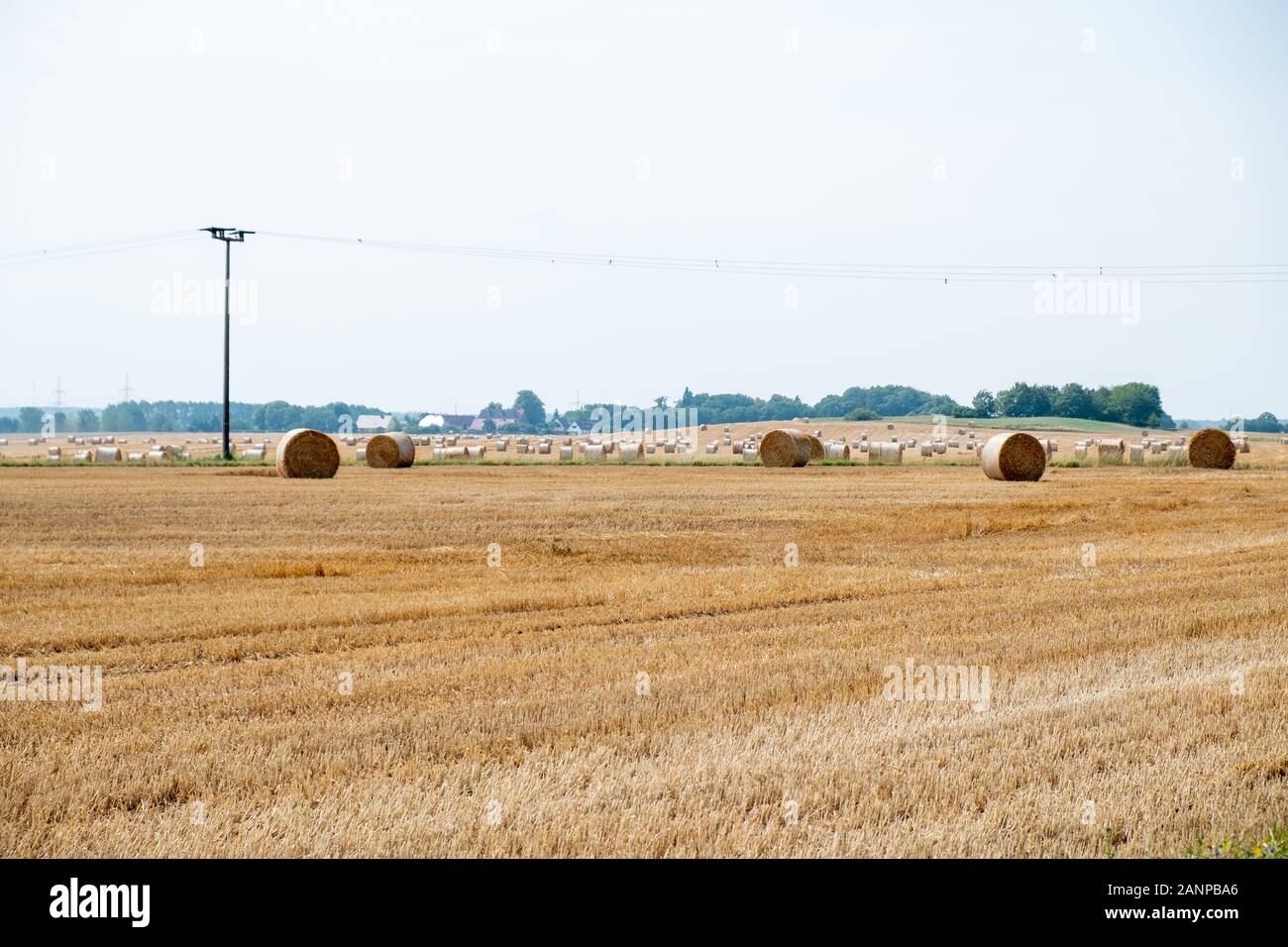 Round straw bales after harvesting in a big field during the day Stock ...