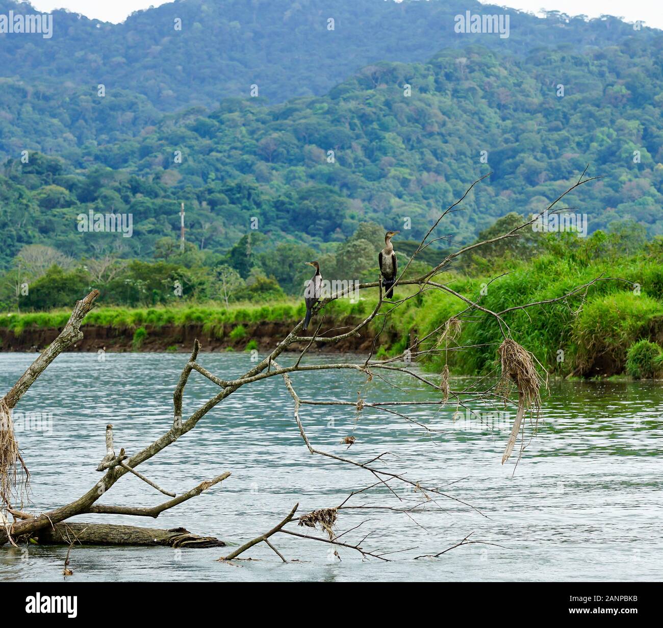 Wildlife , birds and the animals along the Tarcoles River in Puntarenas ...