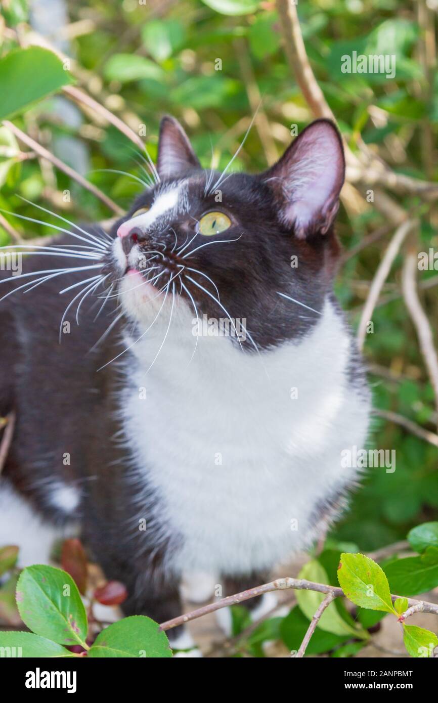 Black-and-white domestic cat in a berry Bush of chokeberry in the ...