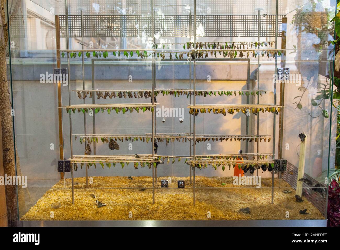 Imperial butterfly house hi-res stock photography and images - Alamy