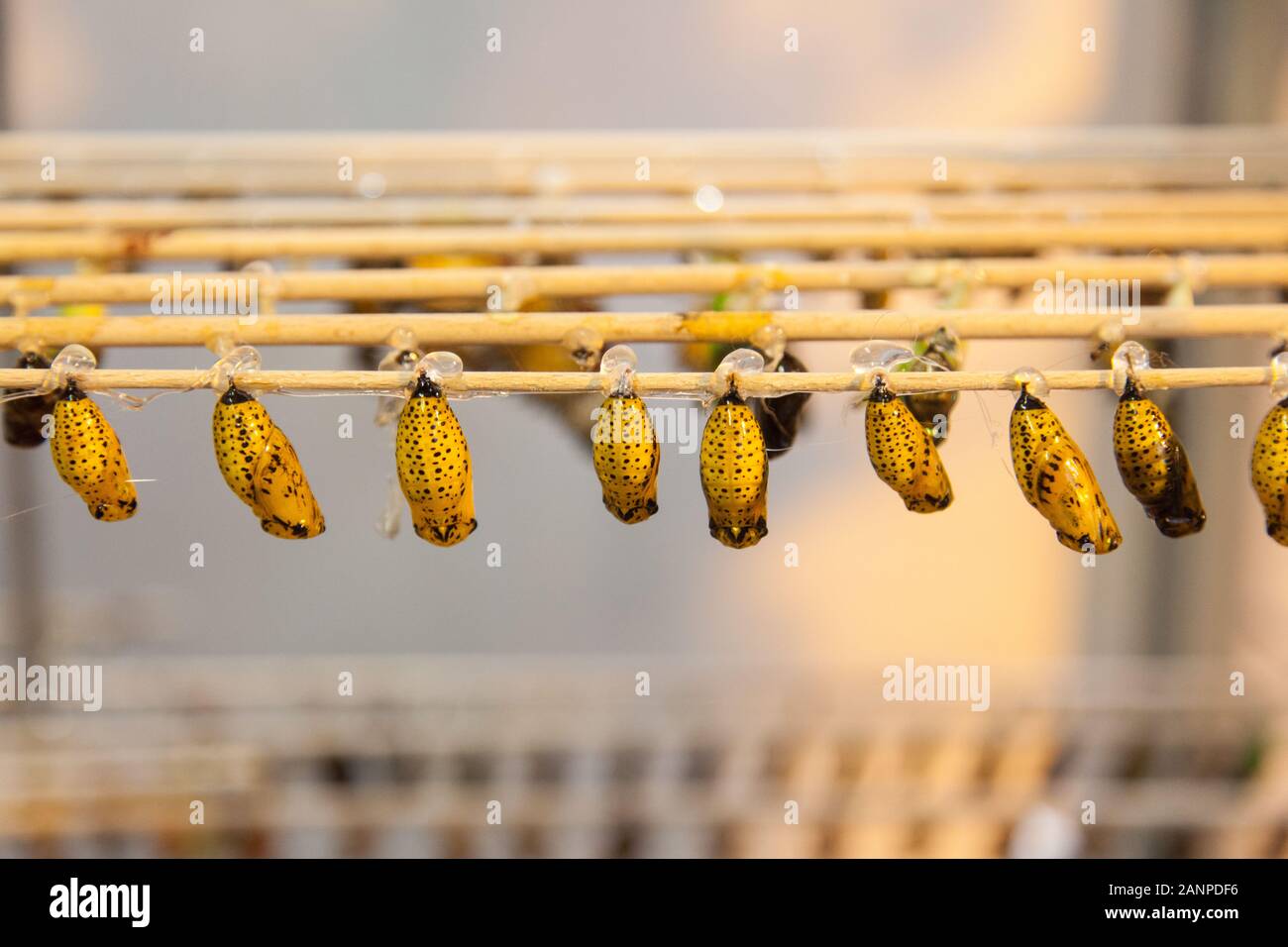Butterfly chrysalis at Schmetterling House, Butterfly Zoo, Vienna ...