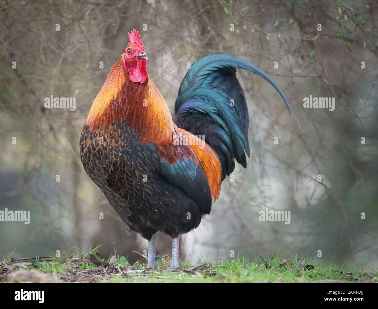 A proud wild rooster in colourful coat walking in the Western Spring ...