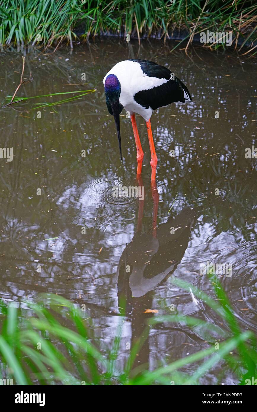 View of a jabiru black-necked stork bird in Australia Stock Photo - Alamy