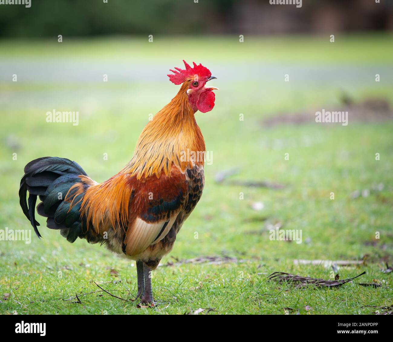 Wild colourful rooster crowing at Western Springs lakeside park Stock ...