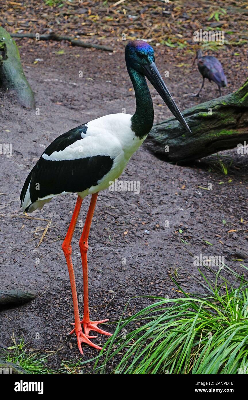 Jabiru