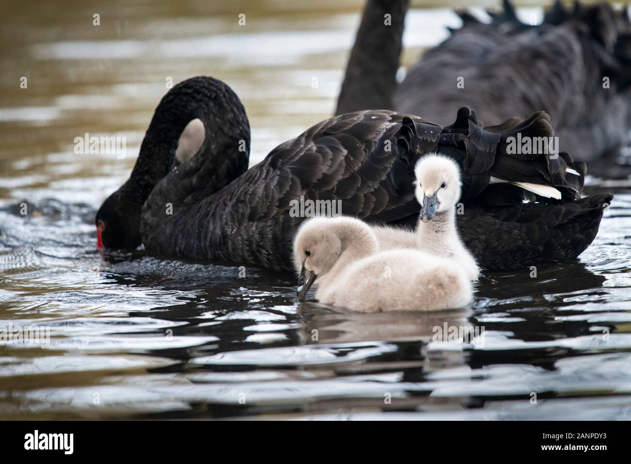 Fluffy baby swans with parents swimming in the lake Stock Photo - Alamy