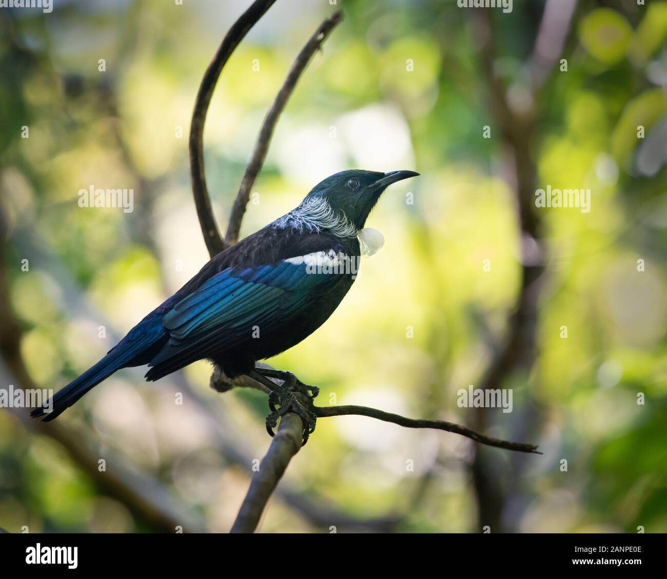 Tui bird perched on a tree branch at Tiritiri Matangi Island Stock ...