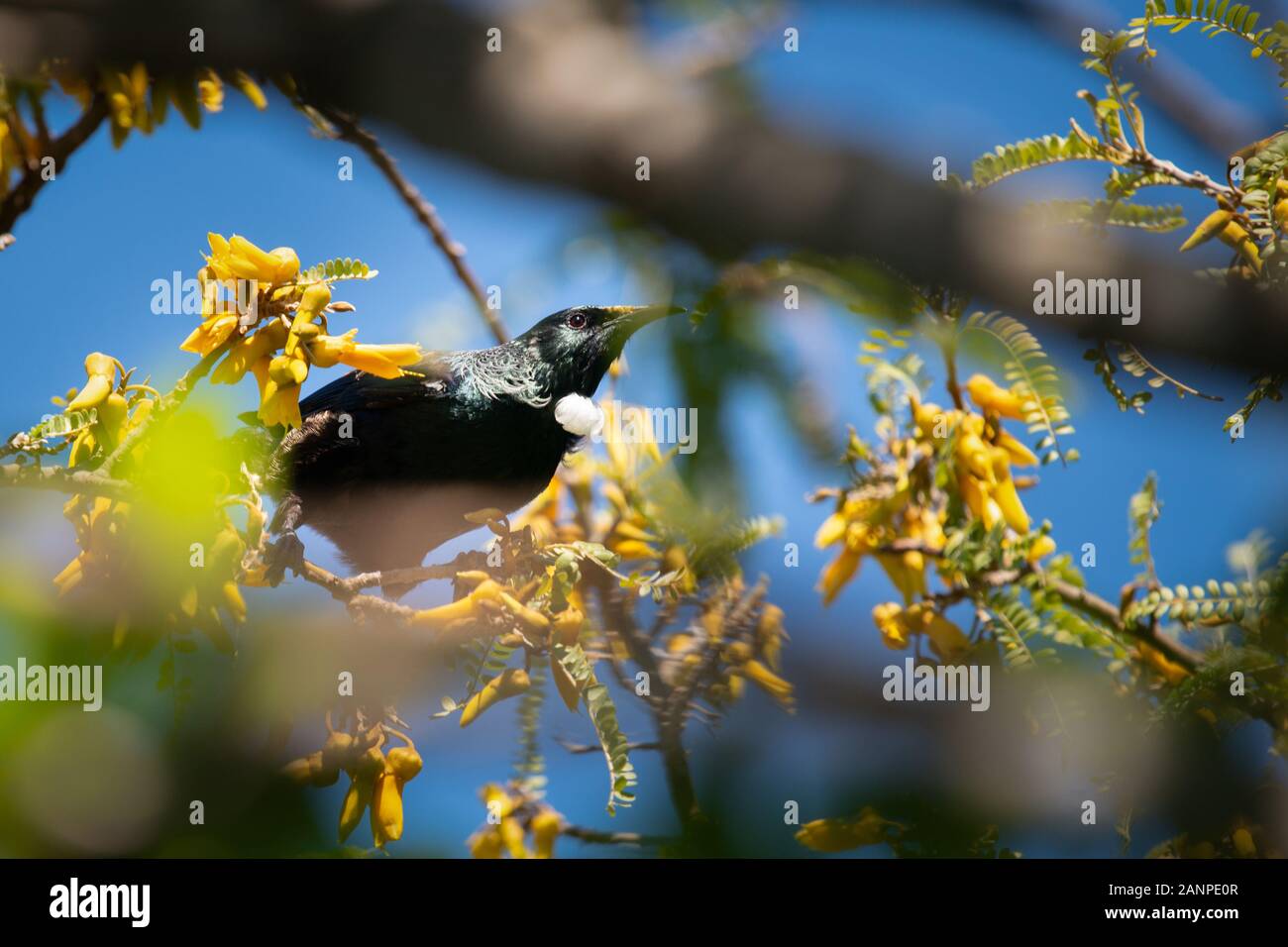 Tui bird perched hign on Kowhai tree framed by yellow Kowhai flowers ...