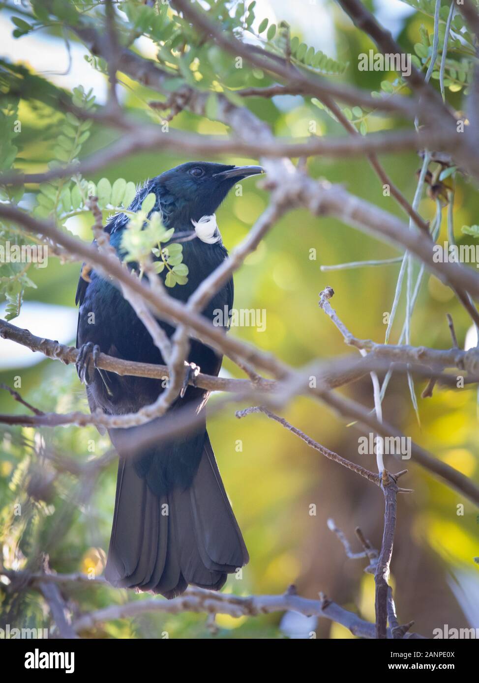 Tui bird perched on tree branches with blurred yellow Kowhai flowers in ...