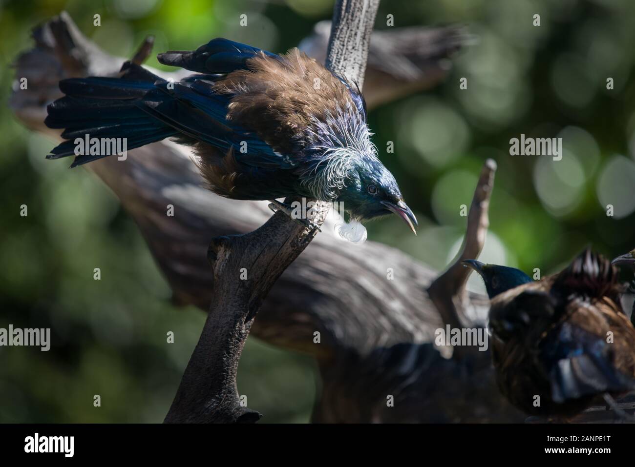 Tui birds fighting with feathers up on Tiritiri Matangi Island Stock ...