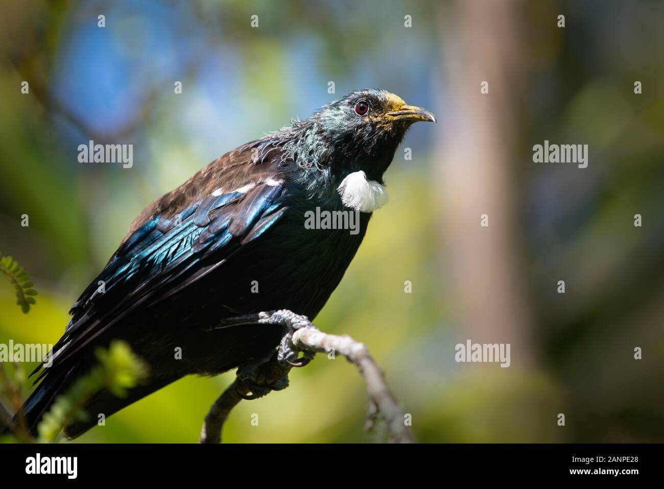 Tui bird perched on a tree branch on Tiritiri Matangi Island Stock ...