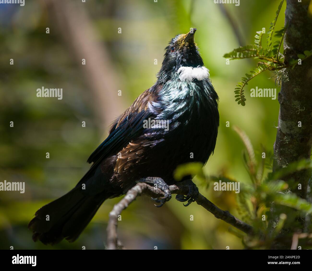 Close-up portrait of Tui bird perched high on a tree branch on Tiritiri ...