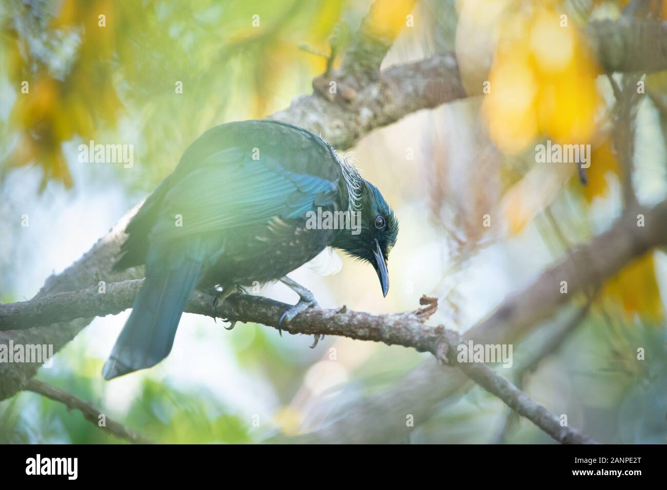 Tui bird hi-res stock photography and images - Alamy