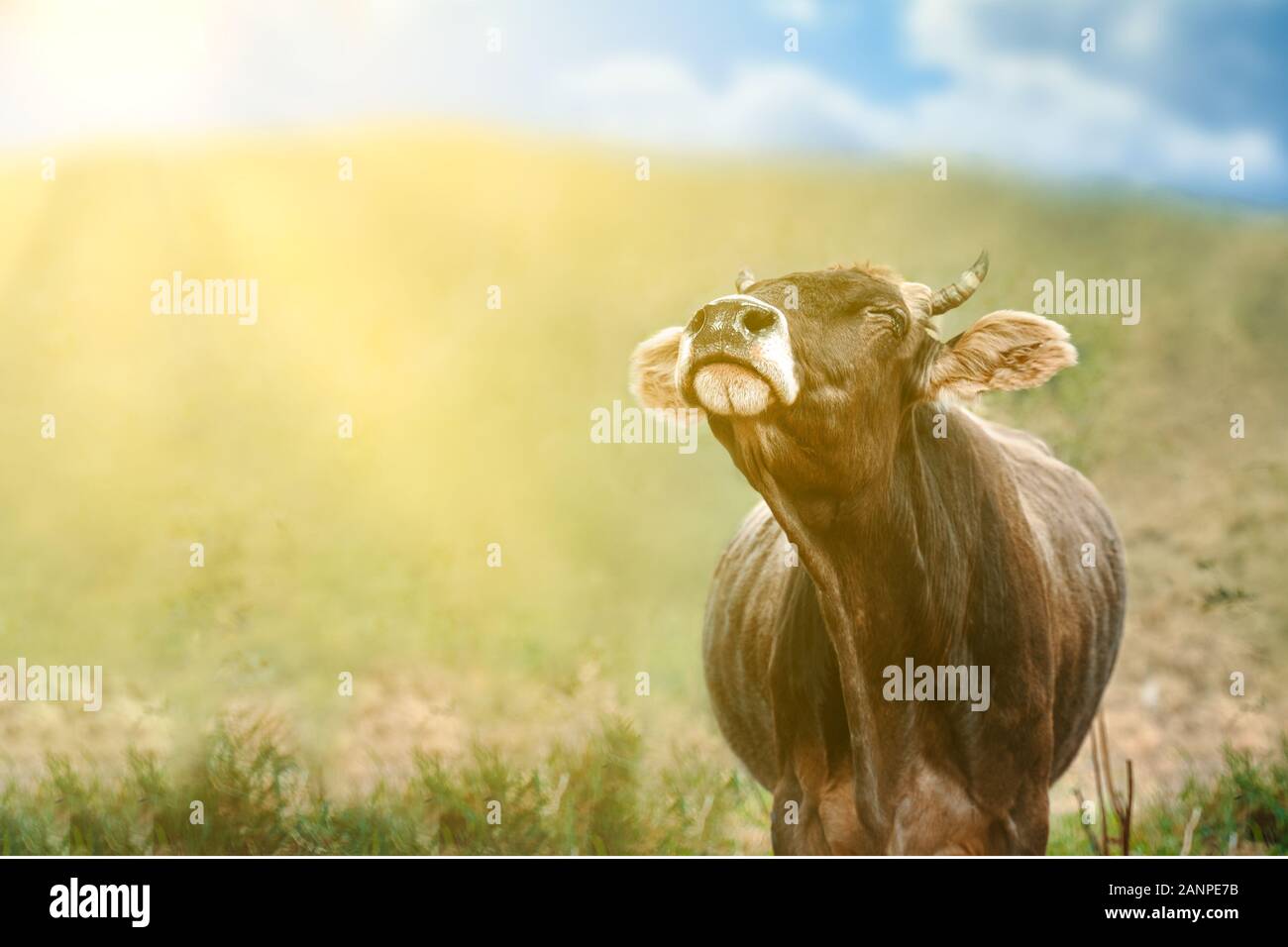 Cow grazing. The bovine enjoys the sunshine and fresh air Stock Photo ...