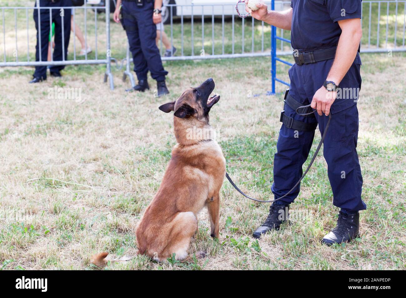 Canine k9 law enforcement hi-res stock photography and images - Alamy