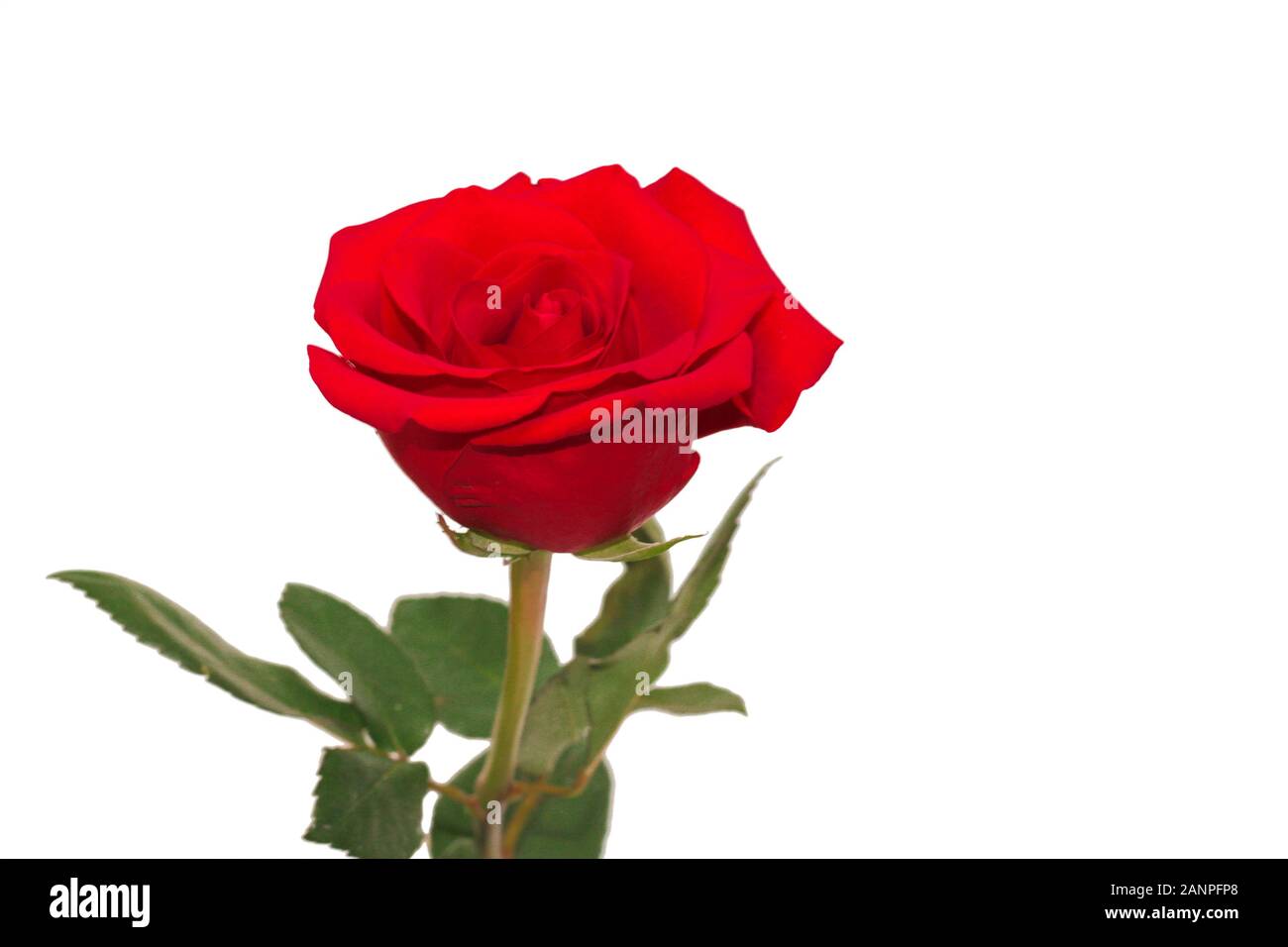 red rose on white background Stock Photo - Alamy