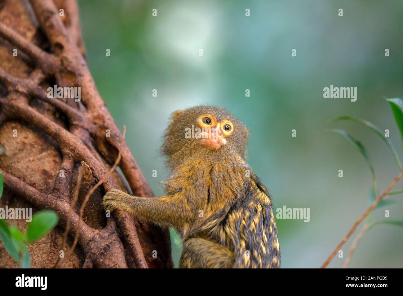 Pygmy marmoset cebuella close hi-res stock photography and images - Alamy