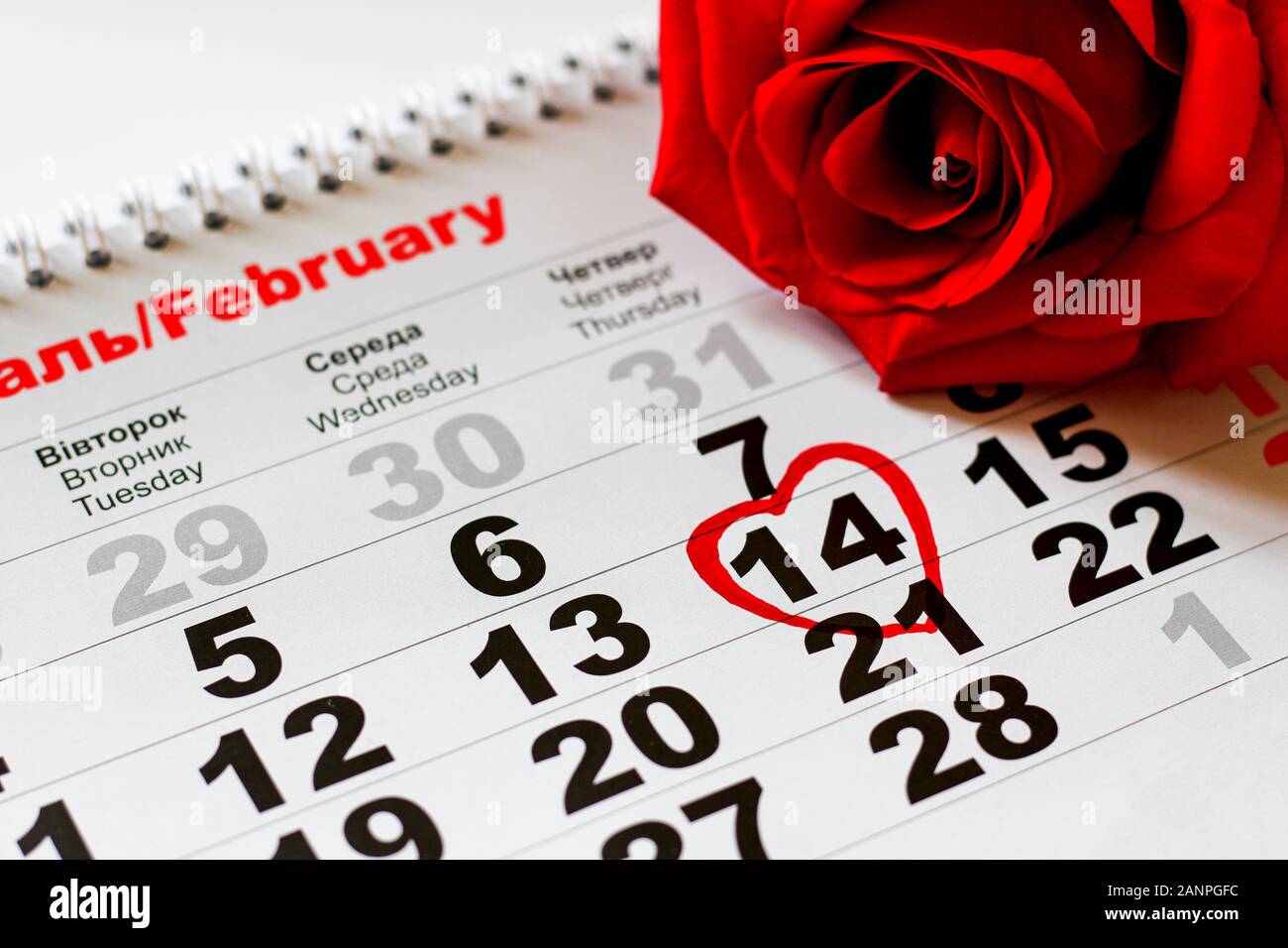 red rose lay on the calendar with the date of February 14 Valentine's ...