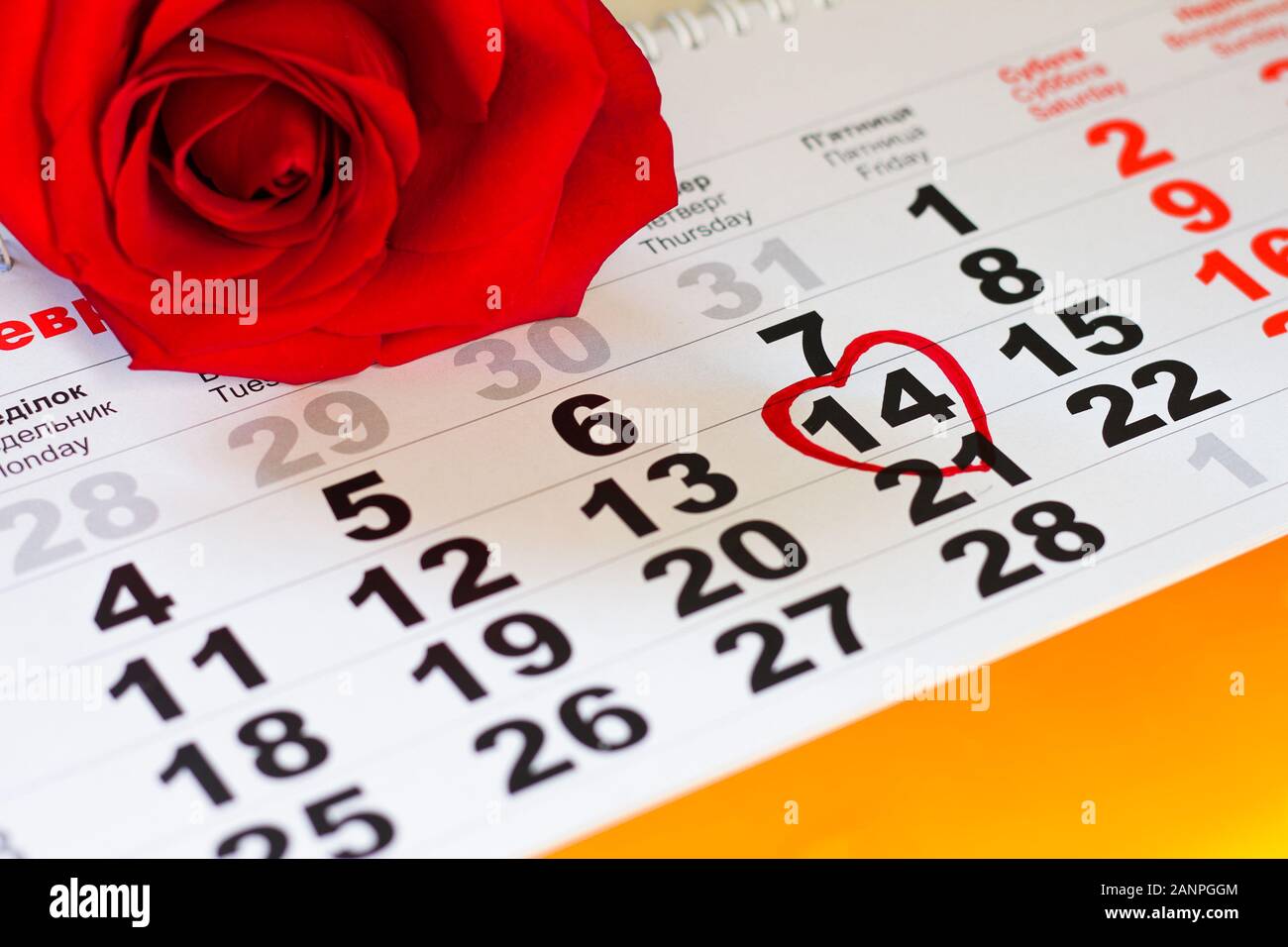 red rose lay on the calendar with the date of February 14 Valentine's ...