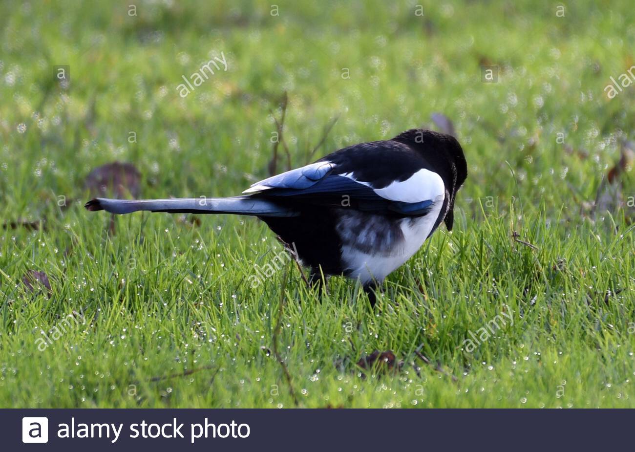 Magpie Egg Stock Photos & Magpie Egg Stock Images - Alamy