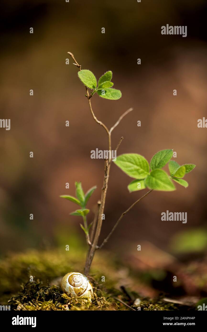 small bush with fresh green leaves in April, snail shell on the ground ...