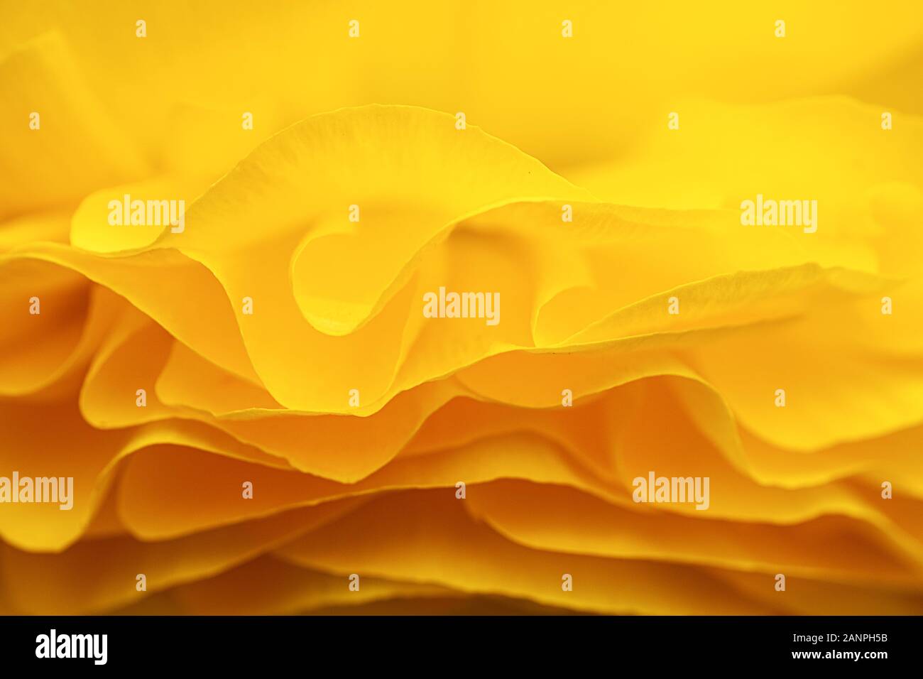 Side view of the petals of a yellow ranunculus Stock Photo - Alamy