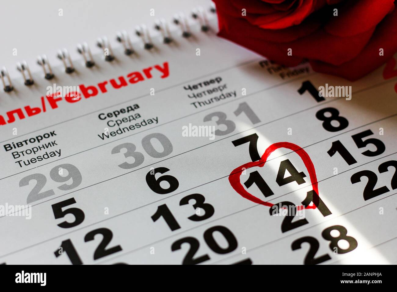 red rose lay on the calendar with the date of February 14 Valentine's ...
