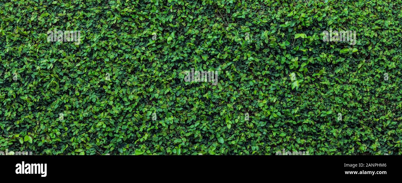 Green leaves for big background Stock Photo - Alamy