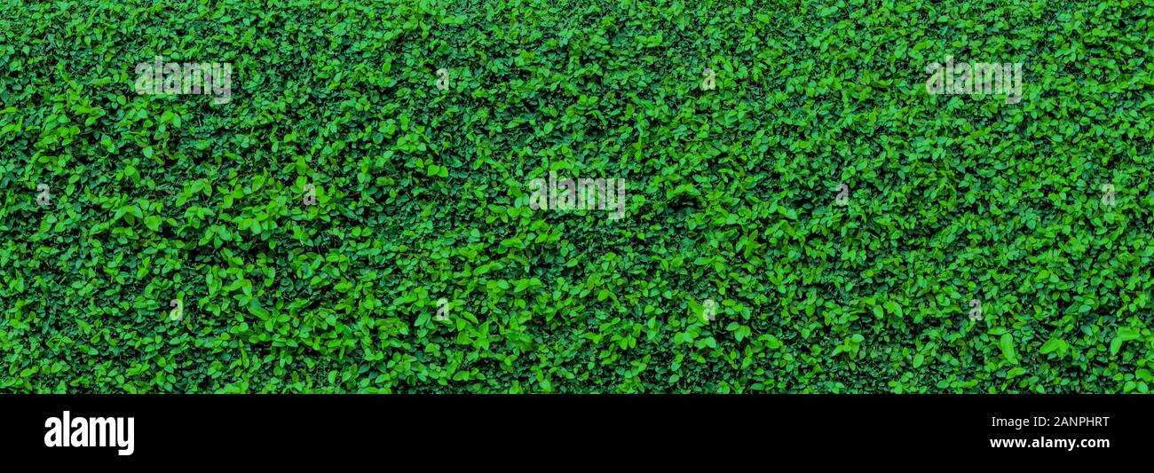 Green leaves for big background Stock Photo - Alamy