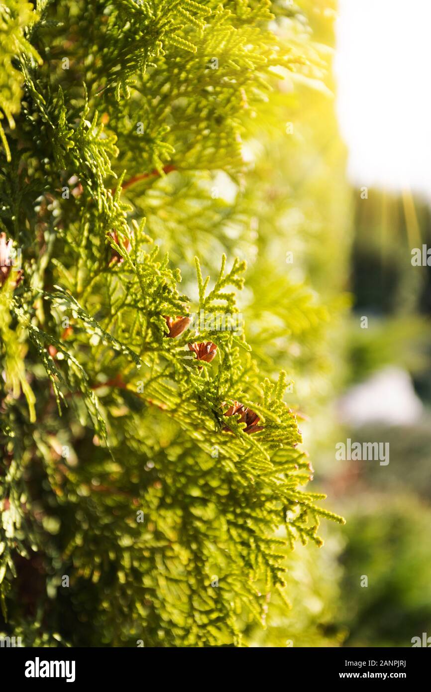 Thuja fence hi-res stock photography and images - Alamy