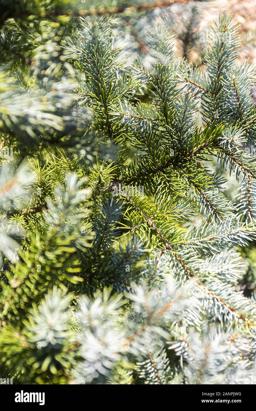 Blue Spruce texture Stock Photo - Alamy