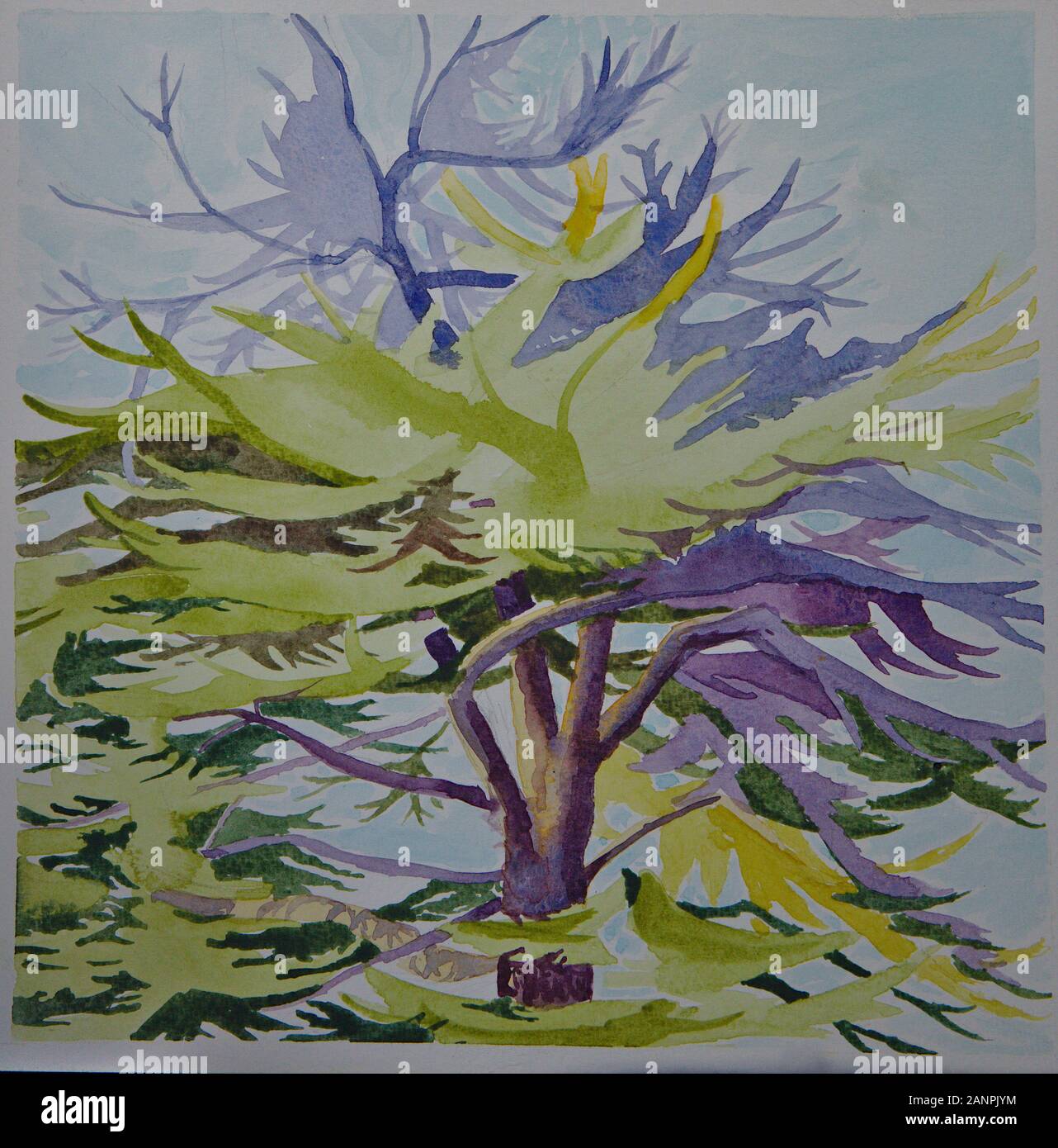 Green and purple watercolour painting of cedar tree Stock Photo - Alamy