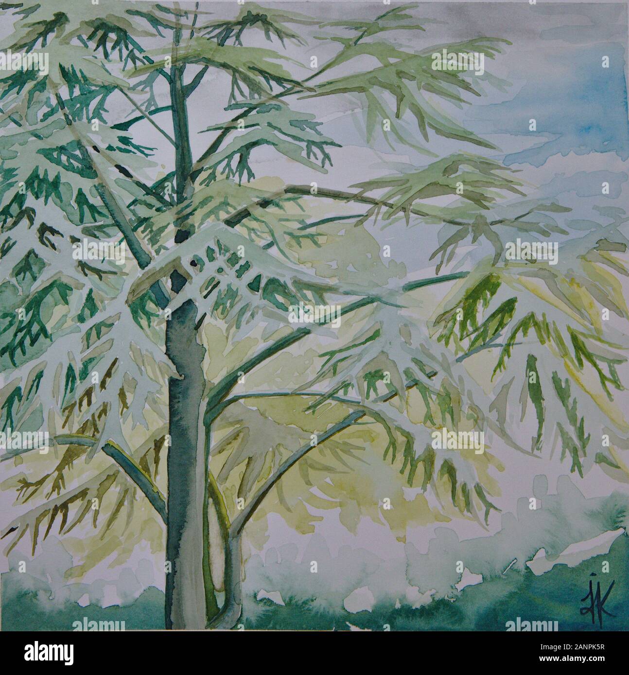 Vibrant Watercolour painting of cedar tree in Horniman Gardens Stock ...