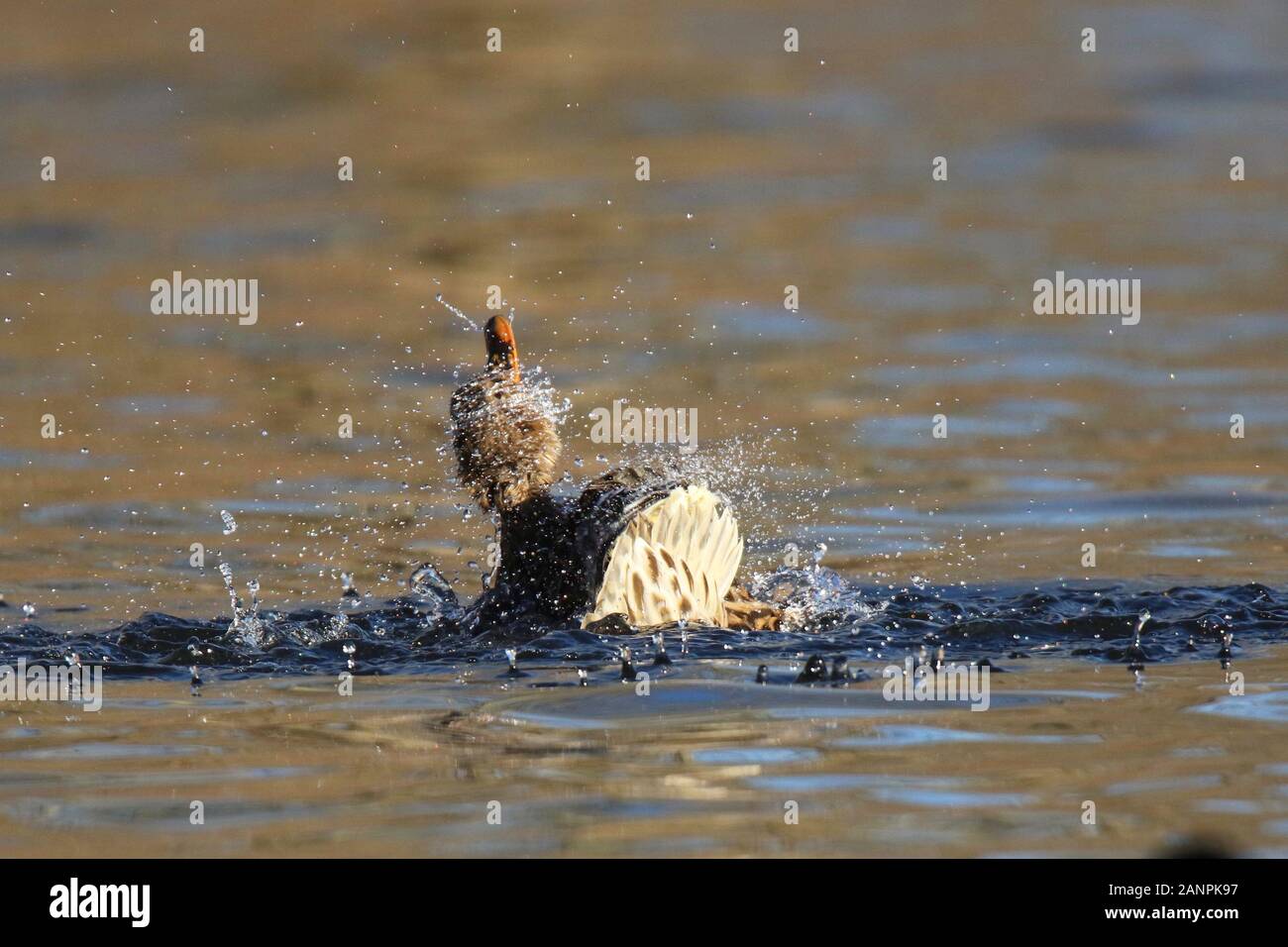Mallard duck shaking off water hi-res stock photography and images - Alamy
