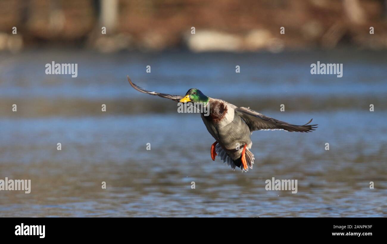 Mallards in flight hi-res stock photography and images - Alamy