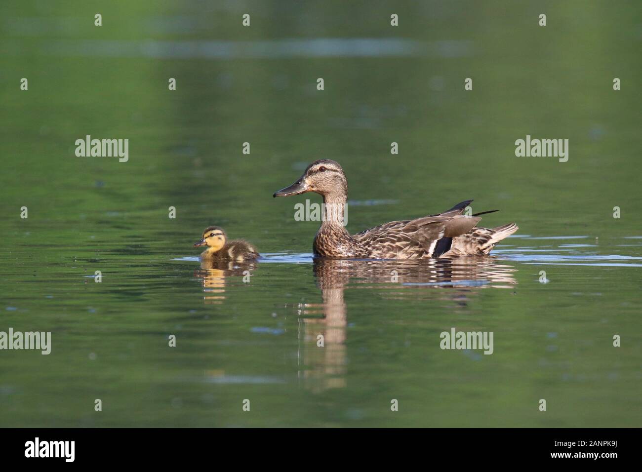 A mother mallard duck Swimming with her duckling in Spring Stock Photo ...