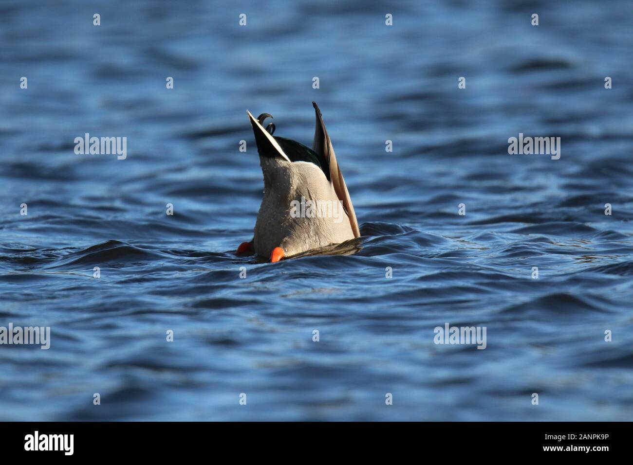 Upside Down Mallard Duck Dabbling for food in the lake in Winter Stock ...