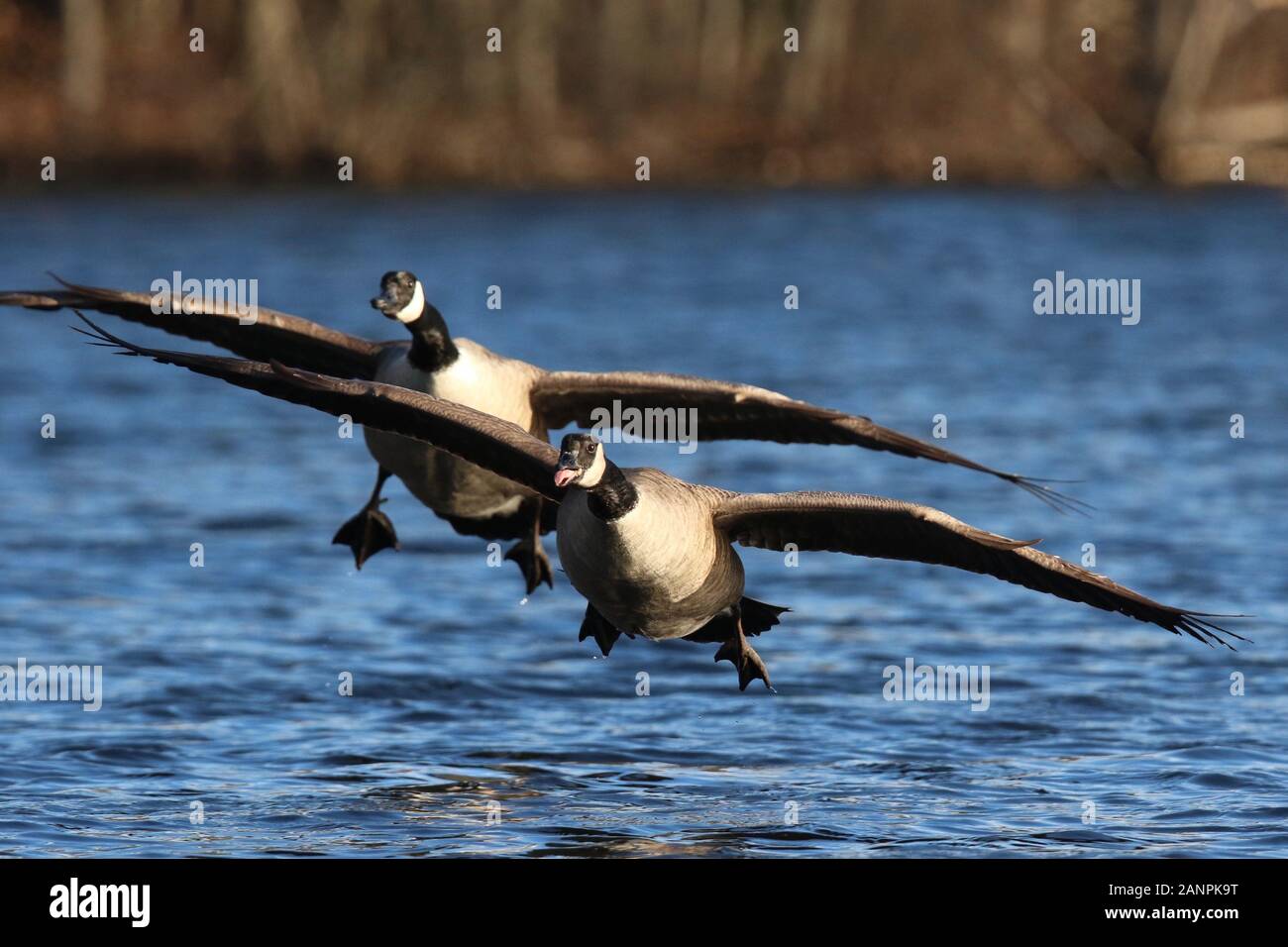 Canada goose wingspan hi-res stock photography and images - Alamy