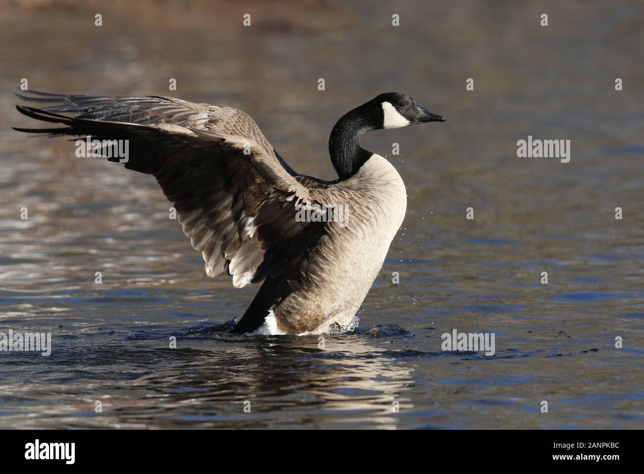 A Canada Goose Branta canadensis Flapping his wings on a lake in Winter ...