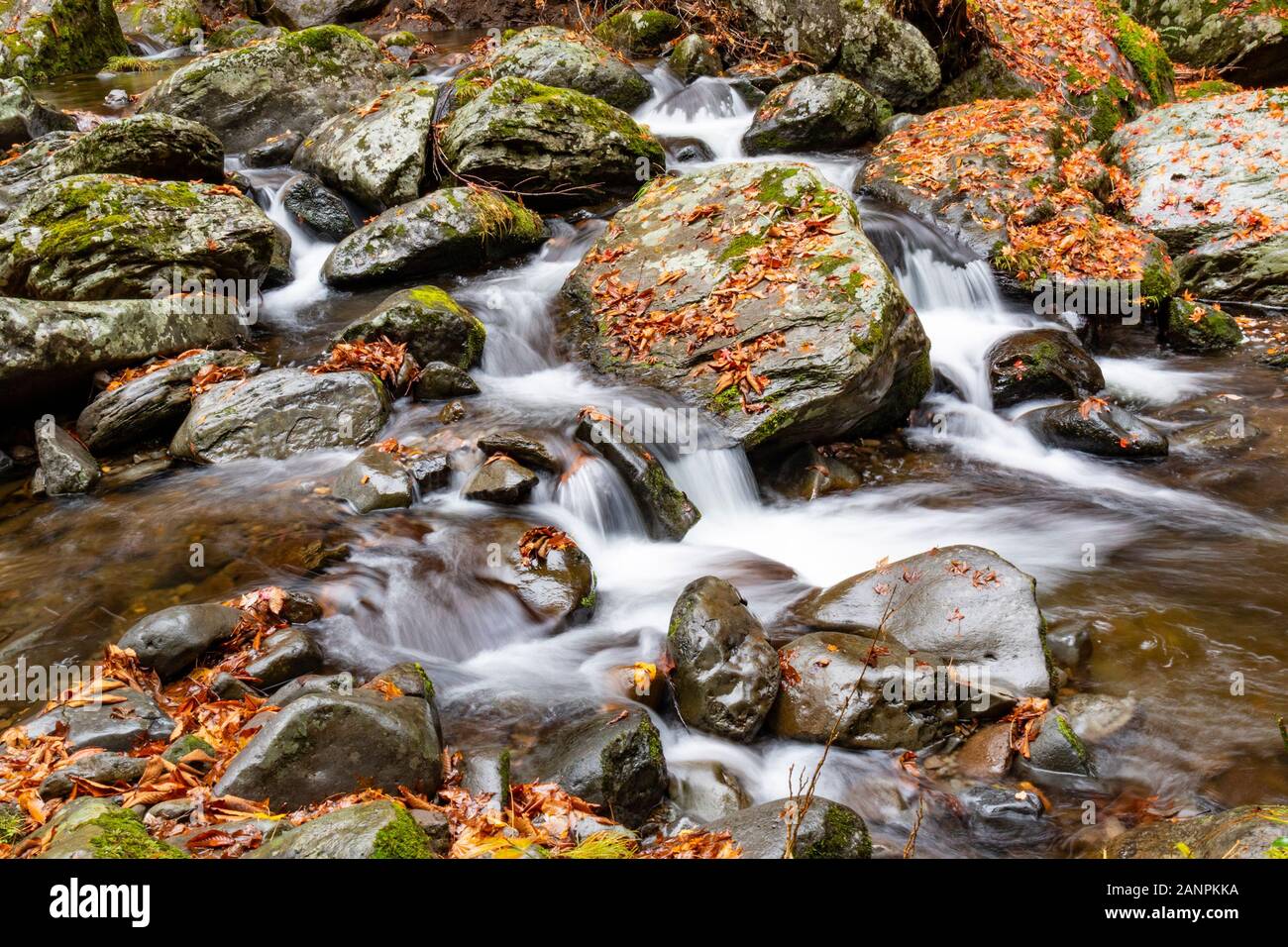Rocks and fallen leaves in a stream in japan at autumn season Stock ...